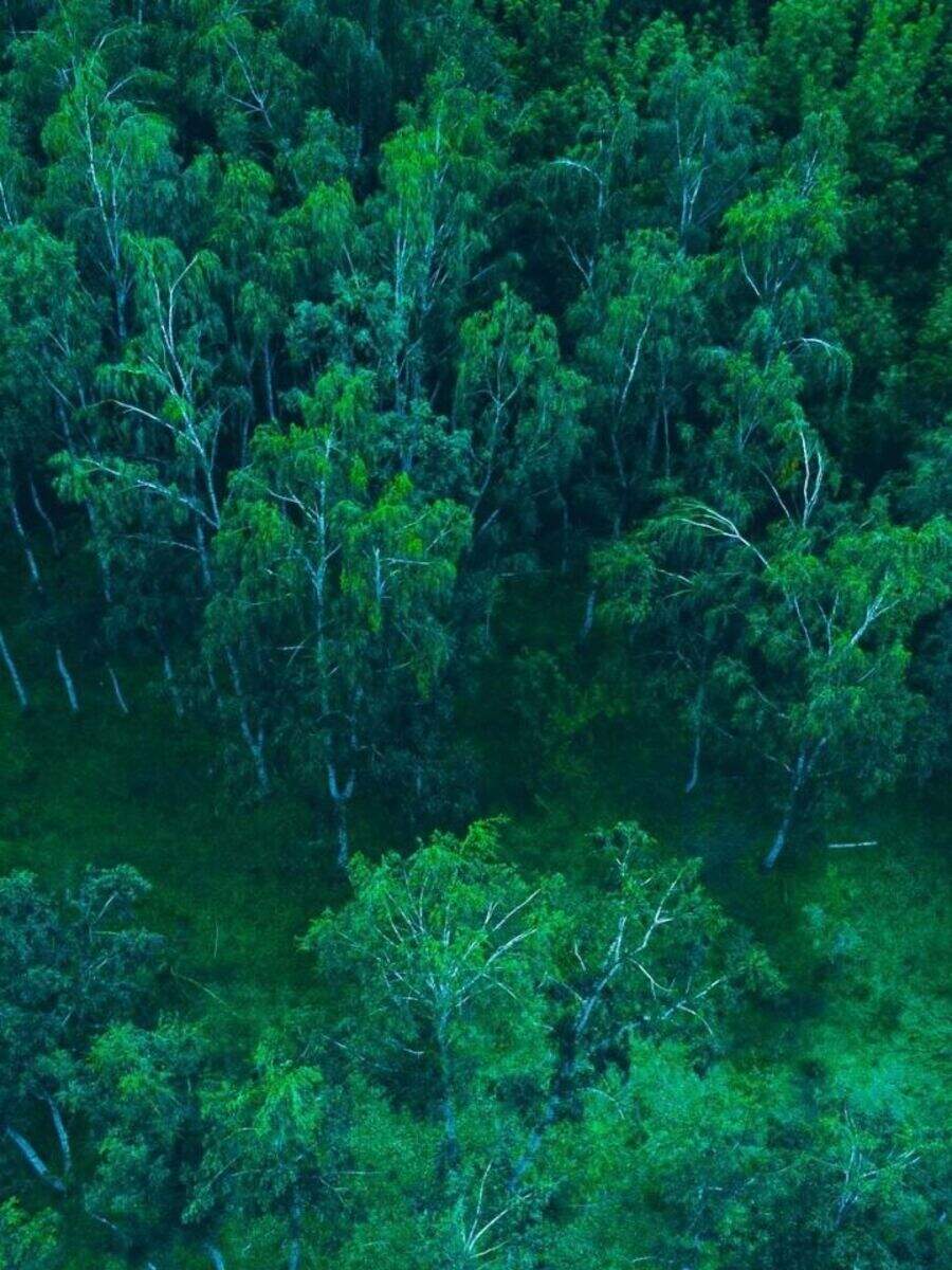 Popular rainforests around the world | Times of India