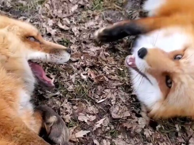Viral: A group of fox laughing has netizens in laughs. - Times of India
