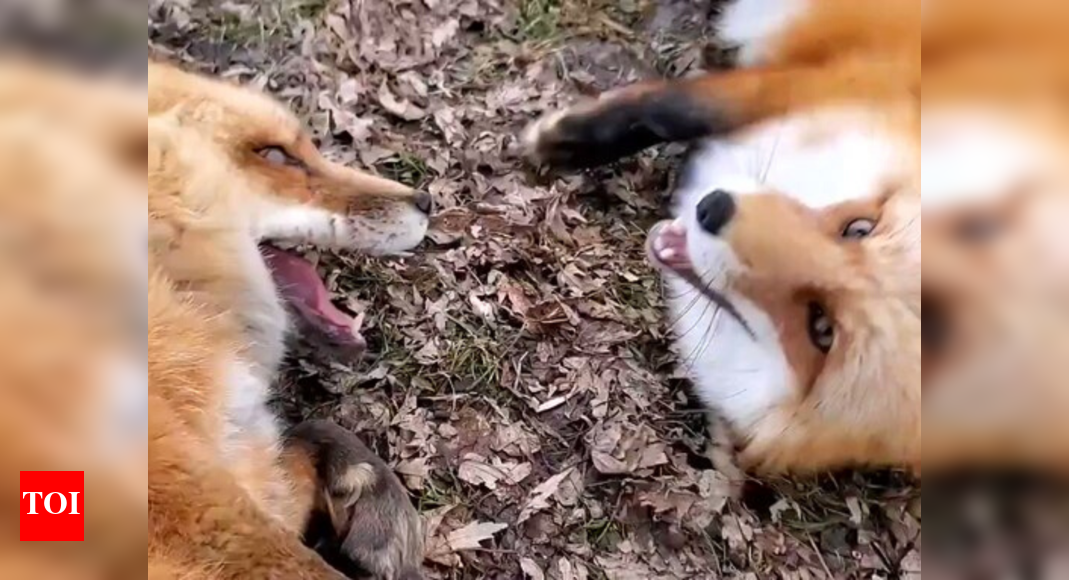 Viral: A group of fox laughing has netizens in laughs. - The Times of India
