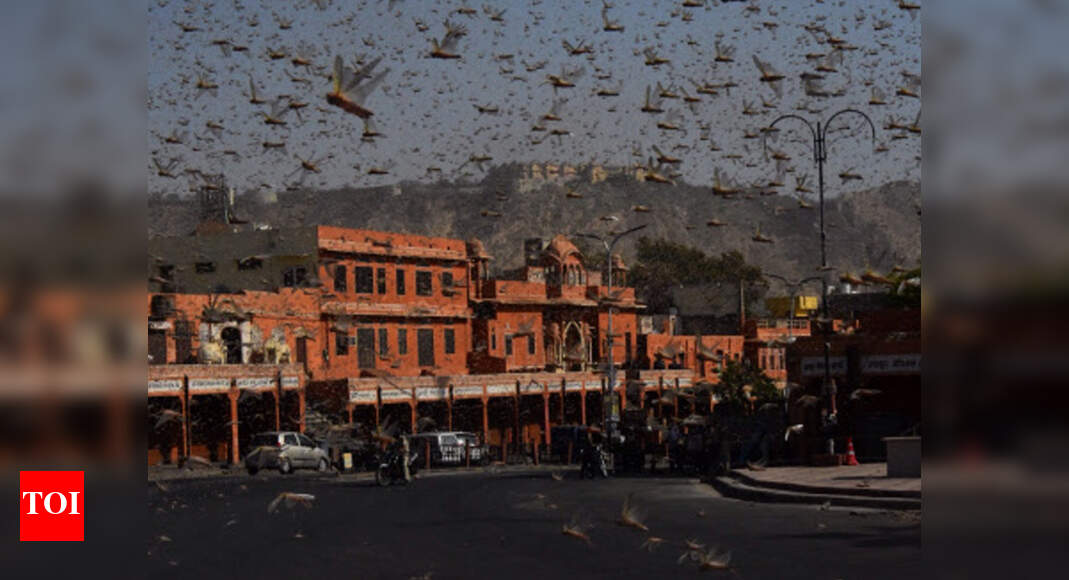 Locust attack at 8 places in Jaipur district controlled | Jaipur News ...