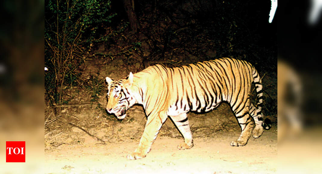 Tiger in Rajasthan's proposed big cat reserve identified as T-115 ...