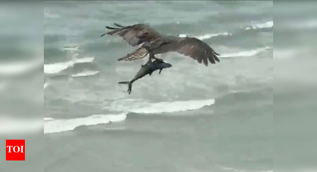 Viral video: Bird seen flying with a shark 'just plucked out of the ...