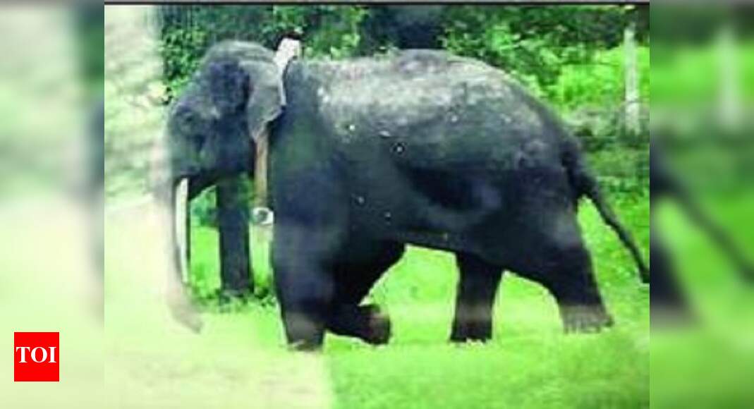 Elephant dies of injuries in Kerala forests | Kochi News - Times of India