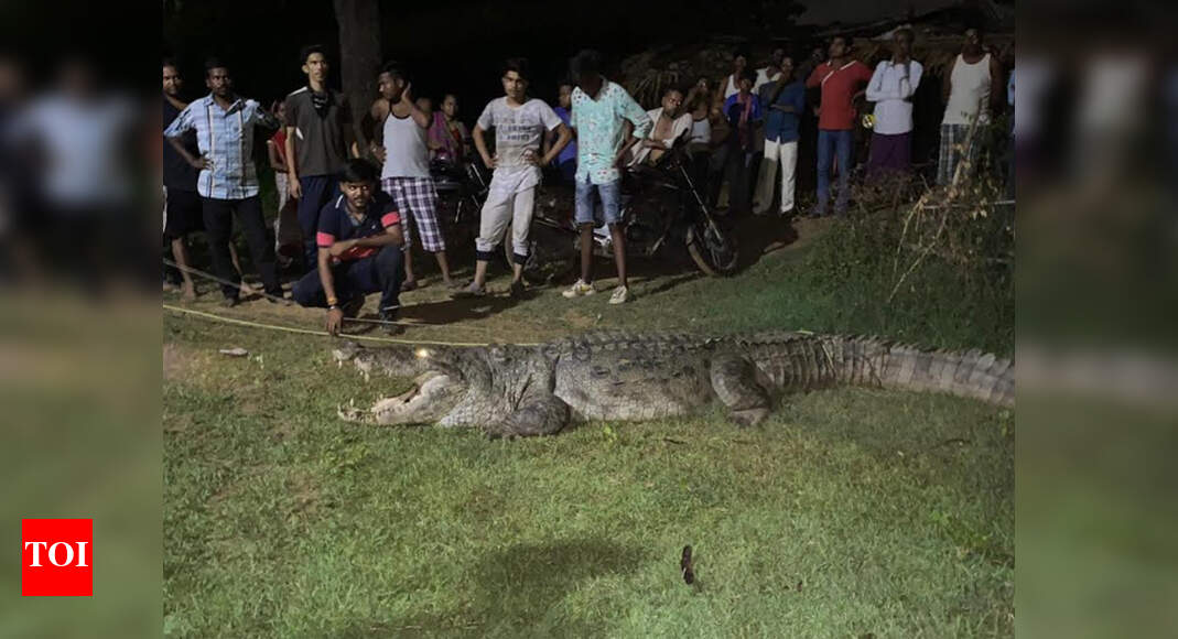 13-feet-long crocodile rescued from Dev River in Vadodara | Vadodara ...
