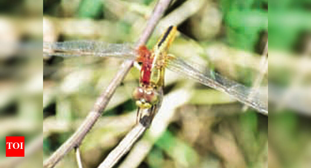 Kerala: Ardhanarishvara’ dragonfly spotted in Kole wetlands | Kochi ...