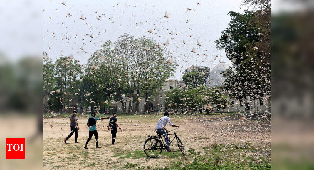 Locust attack in India: FAO asks India to be on high alert for next 4 ...
