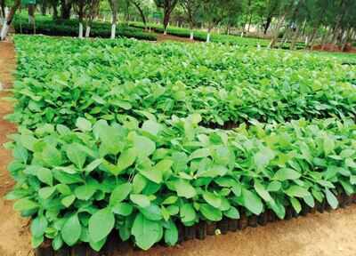 Forest department to give farmers teak, mahogany saplings | Chennai ...