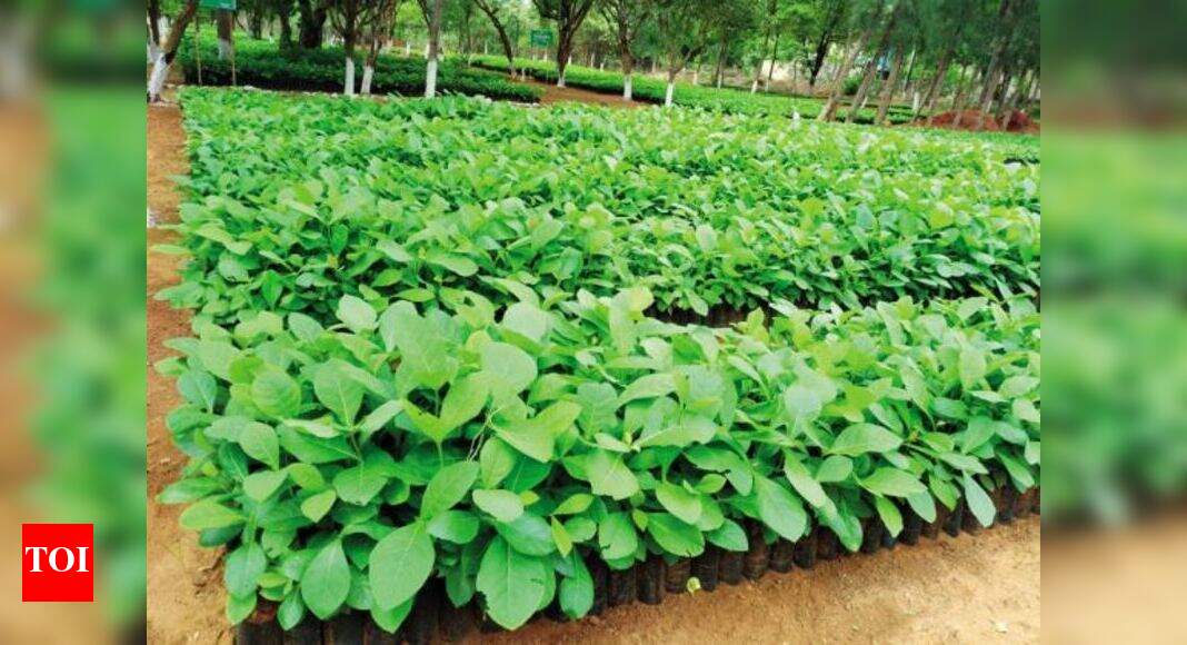 Forest department to give farmers teak, mahogany saplings | Chennai ...