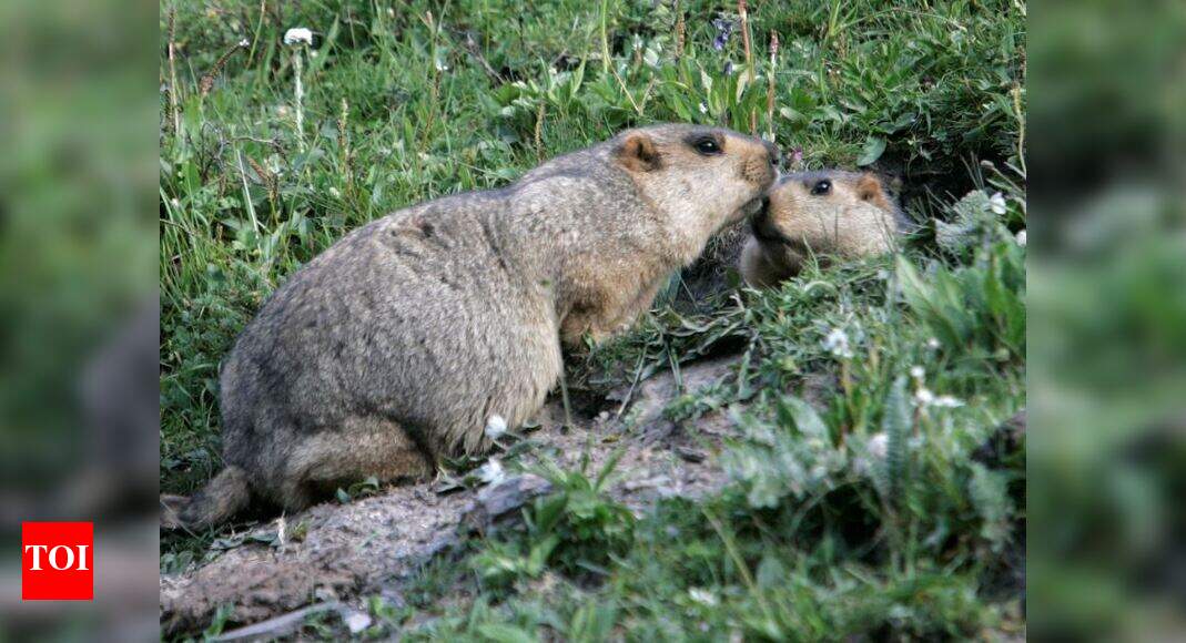 Russia cracks down on marmot hunting after bubonic plague alert - Times ...