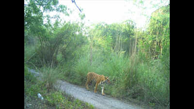 Bareilly: Plans to trap rubber factory tigress put on hold | Bareilly ...