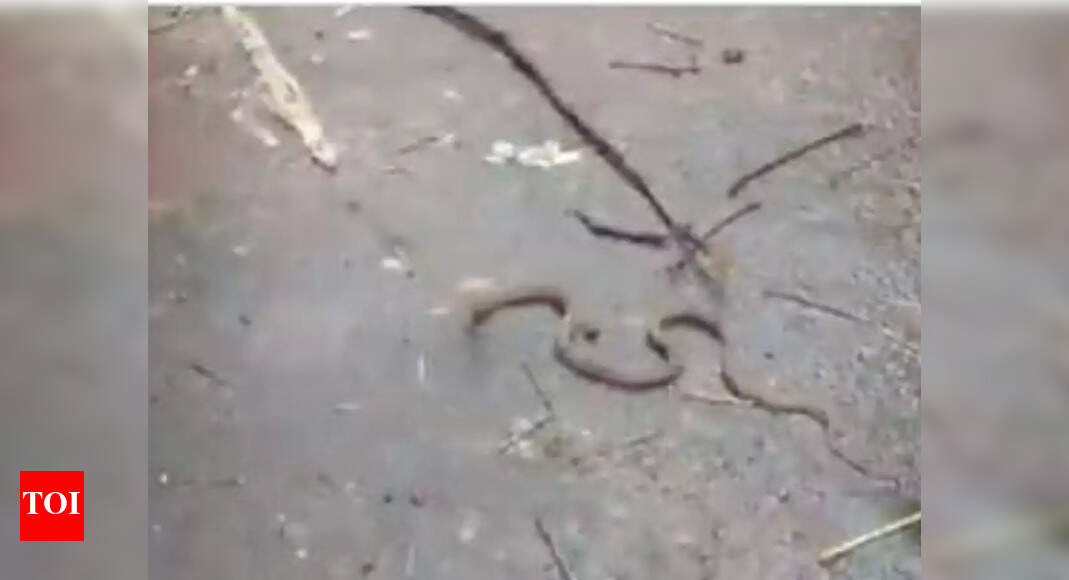 Mumbai: Snake hitches a ride, biker alerted in time | Mumbai News ...