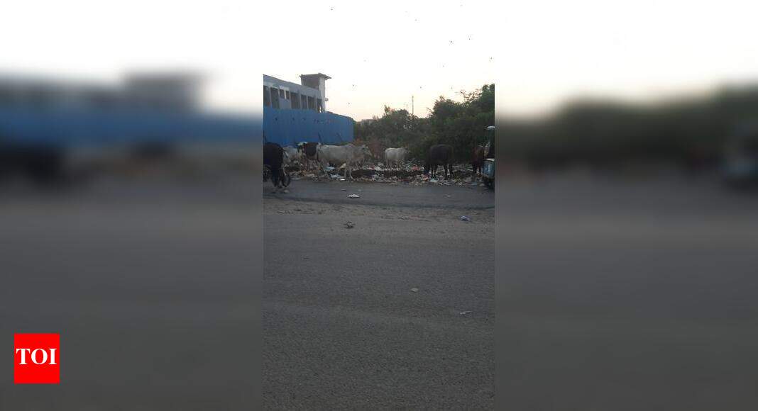 Open dumping - Times of India