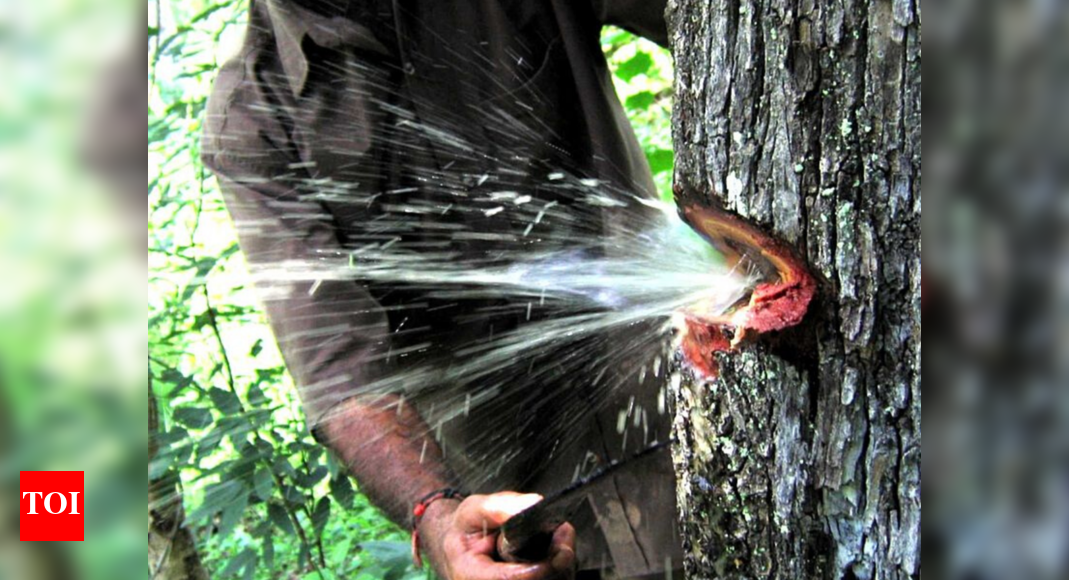 This tree in south India can store water in dry season, video going ...
