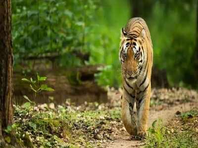 Mumbai: Sanjay Gandhi National Park's tiger with cancerous lump dies ...