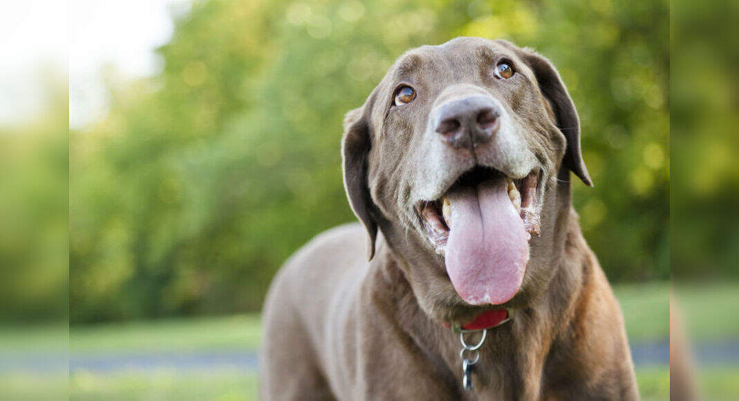Colombia is home to Eros, the cute dog who is delivering food during ...