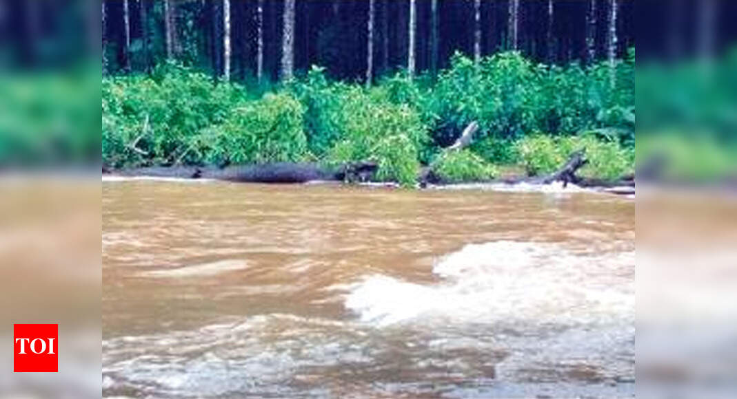 Goa: 9,000-year-old rock carvings in Pirla face rain fury | Goa News ...