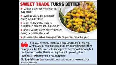 Dates do not taste as sweet for Kutch farmers this season | Rajkot News ...