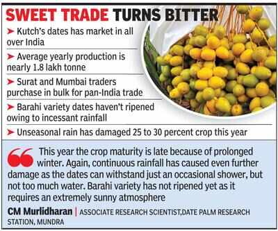 Dates do not taste as sweet for Kutch farmers this season | Rajkot News ...