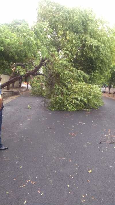 Tree blocks road - Times of India