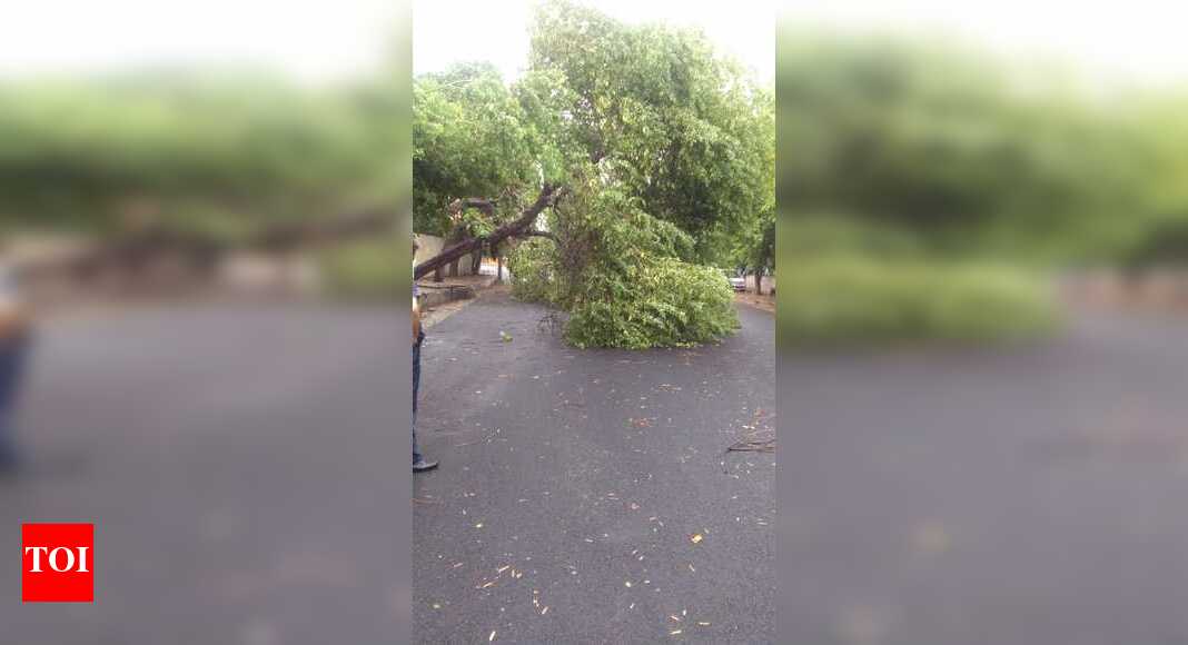 Tree blocks road - Times of India