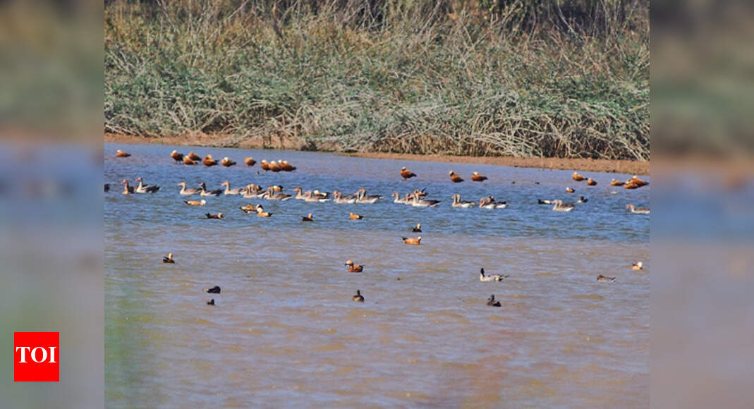 Punjab government to develop Ropar wetland as tourist attraction ...