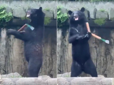 Viral video: The bear who knows how to handle a nunchuk - Times of India