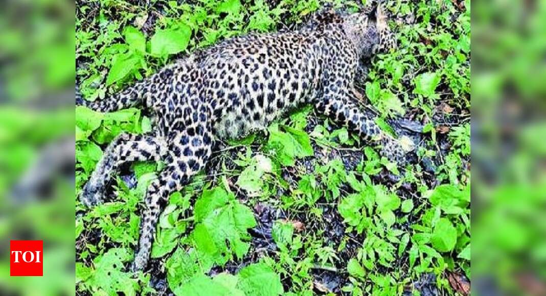 One-year-old leopard found dead in Mudumalai tiger reserve | Coimbatore ...