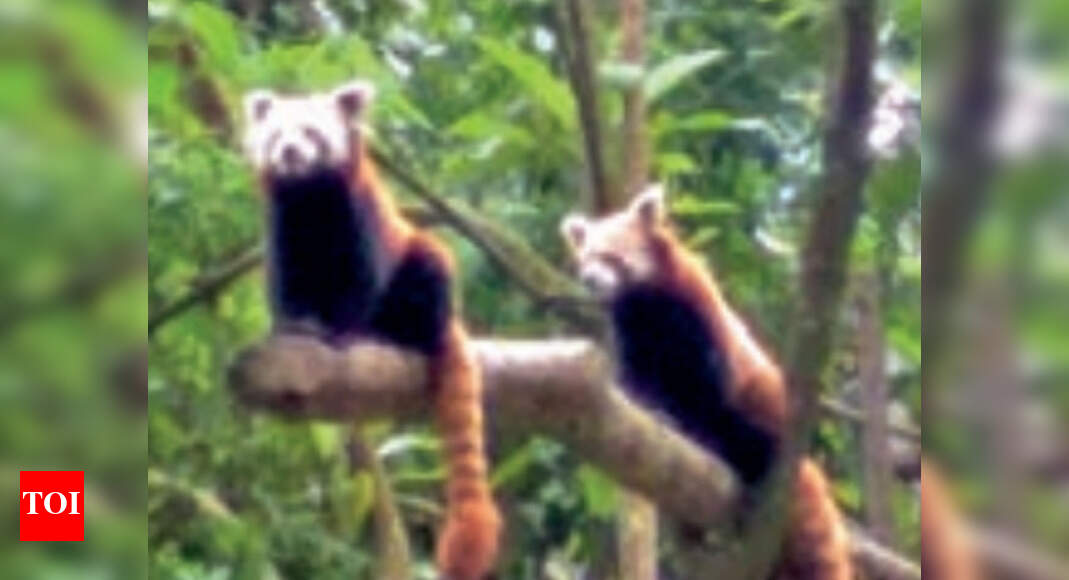 West Bengal: Three new cubs take Darj zoo red panda count to 24 ...