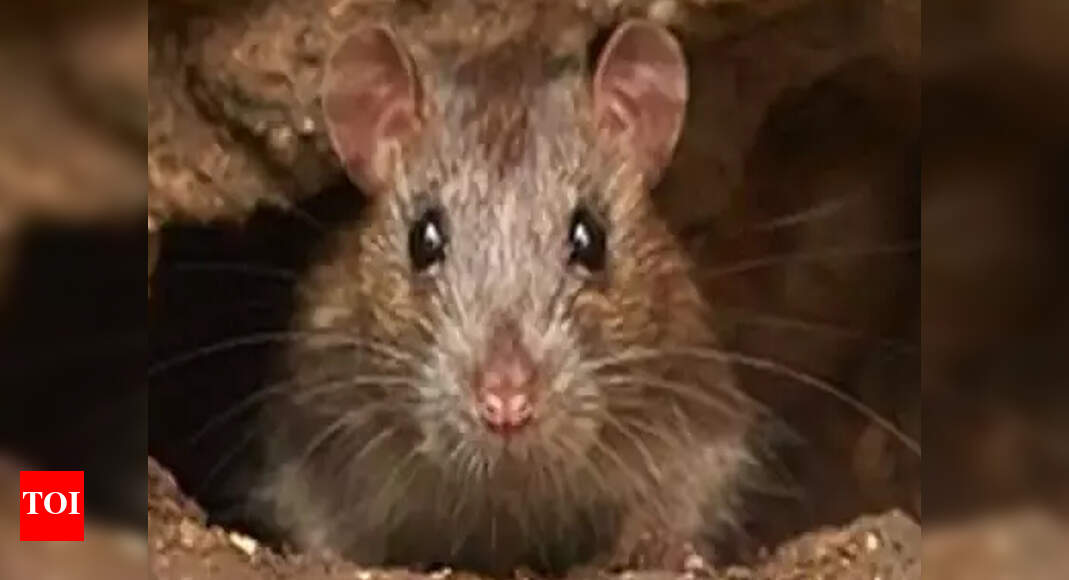 350 lab rats starve to death at Panjab University during lockdown ...