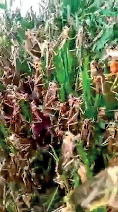 Locust swarms enter US Nagar, damage crops | Dehradun News - Times of India
