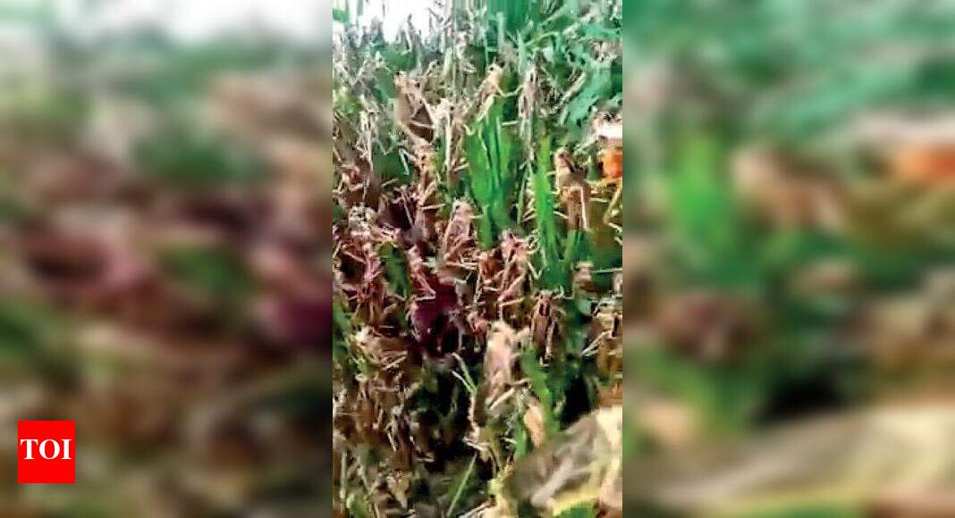 Locust swarms enter US Nagar, damage crops | Dehradun News - Times of India