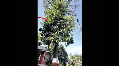 Banyan City to document its unique centurion trees | Vadodara News ...
