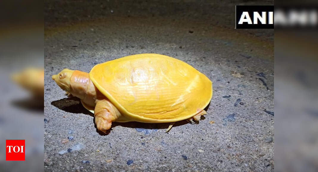 Yellow Turtle Odisha: Rare yellow turtle spotted in Odisha's Balasore ...