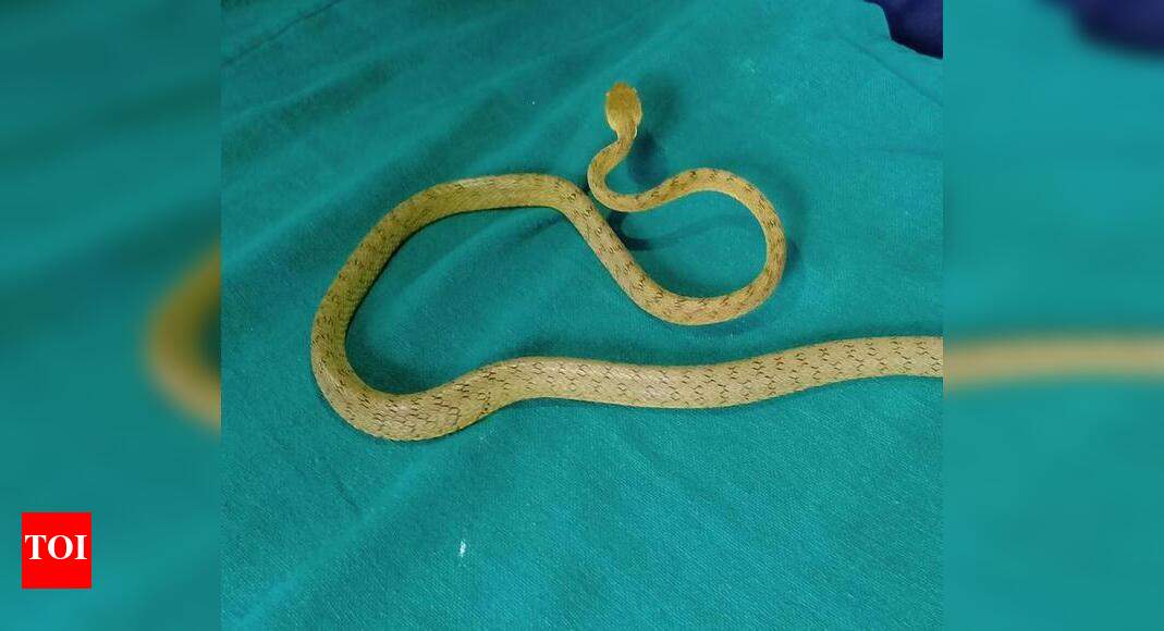 Rare snake rescued from Kapsi, 2nd sighting in Vidarbha | Nagpur News ...