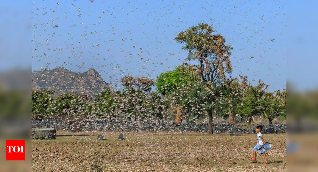 Locust attacks posing serious threat to food security in parts of East ...