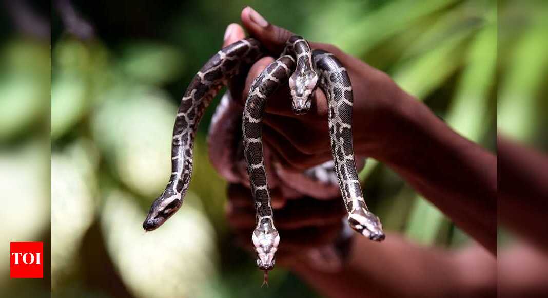 Nine rock python eggs hatch in Chennai Snake Park | Chennai News ...