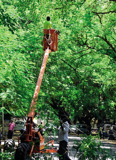 Greater Chennai Corporation begins pruning roadside trees | Chennai ...