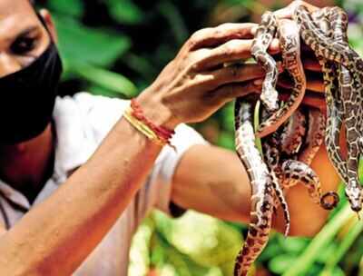 Chennai: Snake park gets baby rock pythons | Chennai News - Times of India
