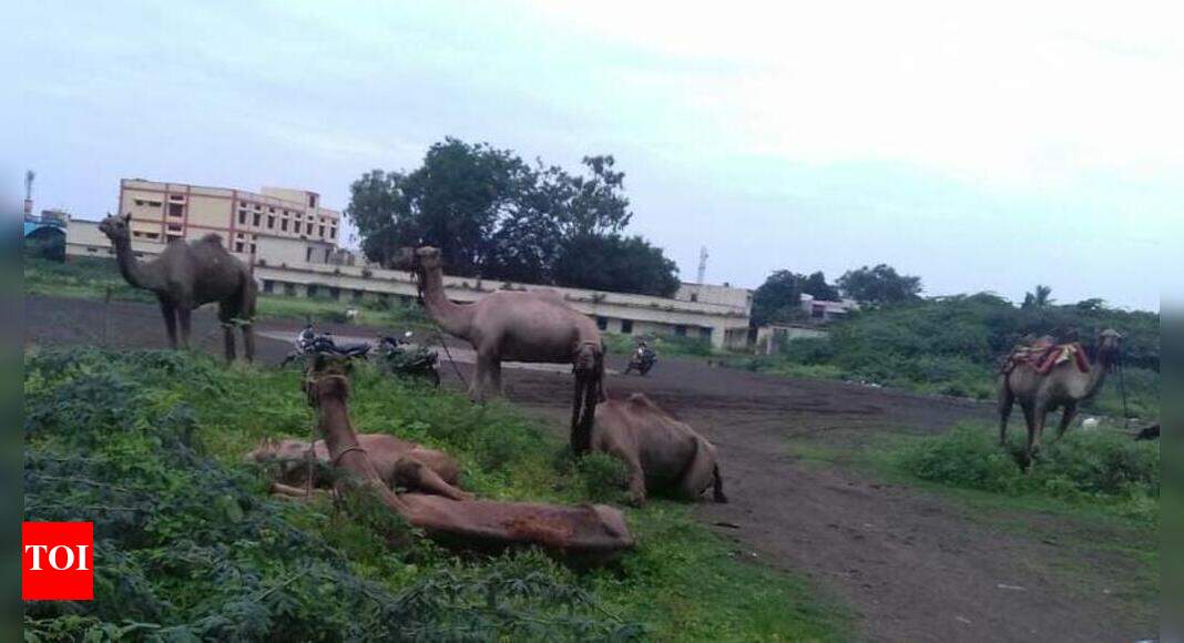 Police arrest six camel smugglers, rescue 8 animals | Hubballi News ...