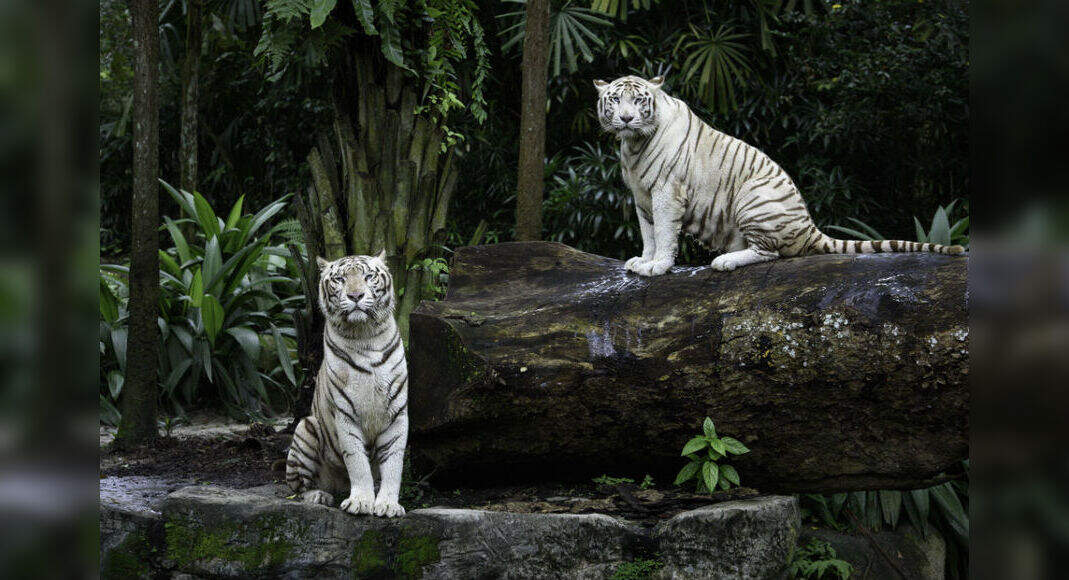 Discovering Rewa, home to Asia’s largest solar power plant and white ...