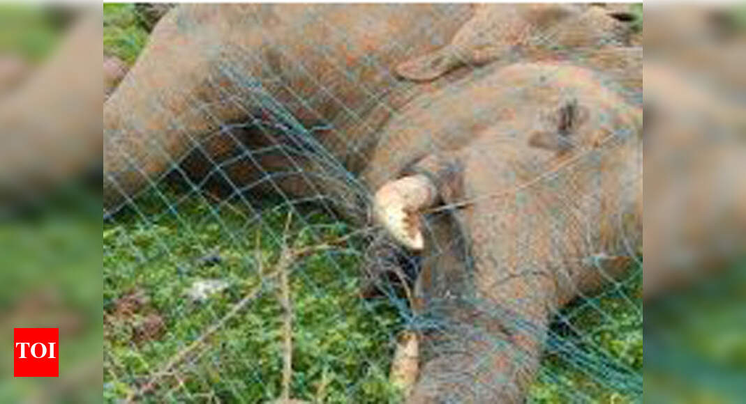 Chhattisgarh: Elephant electrocuted in Jashpur, eighth death in two ...