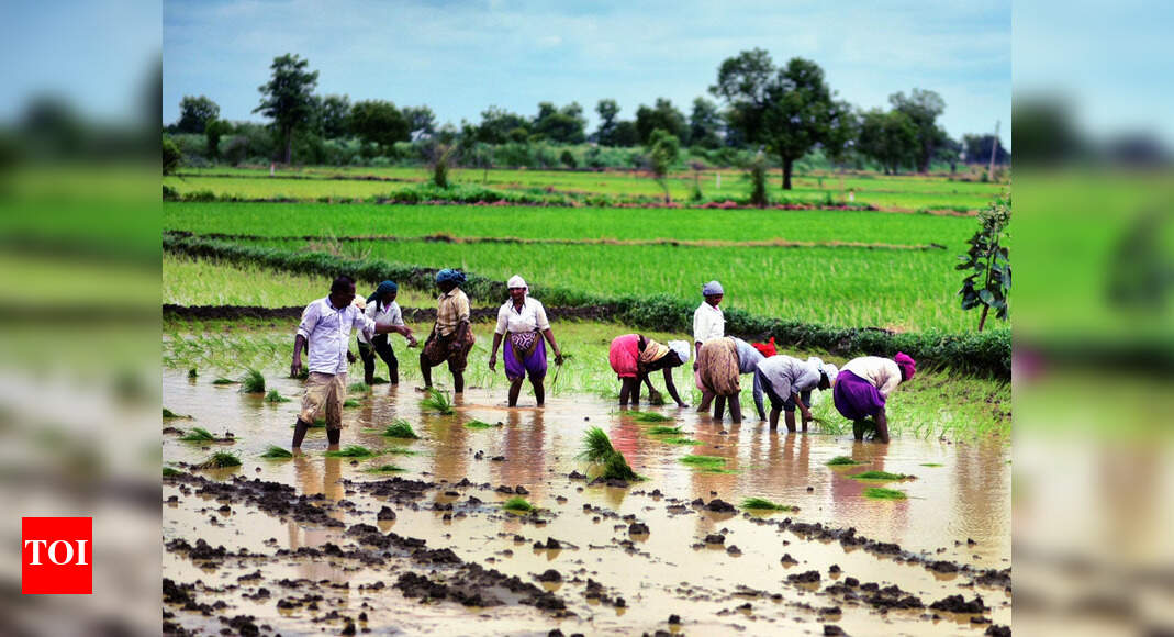 Paddy farming in full swing despite govt regulations in Telangana ...