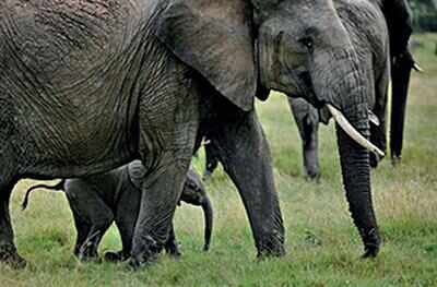 5-yr-old elephant hit by train near Dehradun, dies | Dehradun News ...