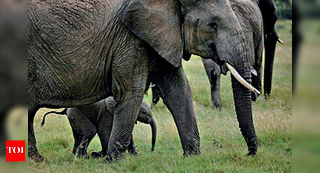 5-yr-old elephant hit by train near Dehradun, dies | Dehradun News ...