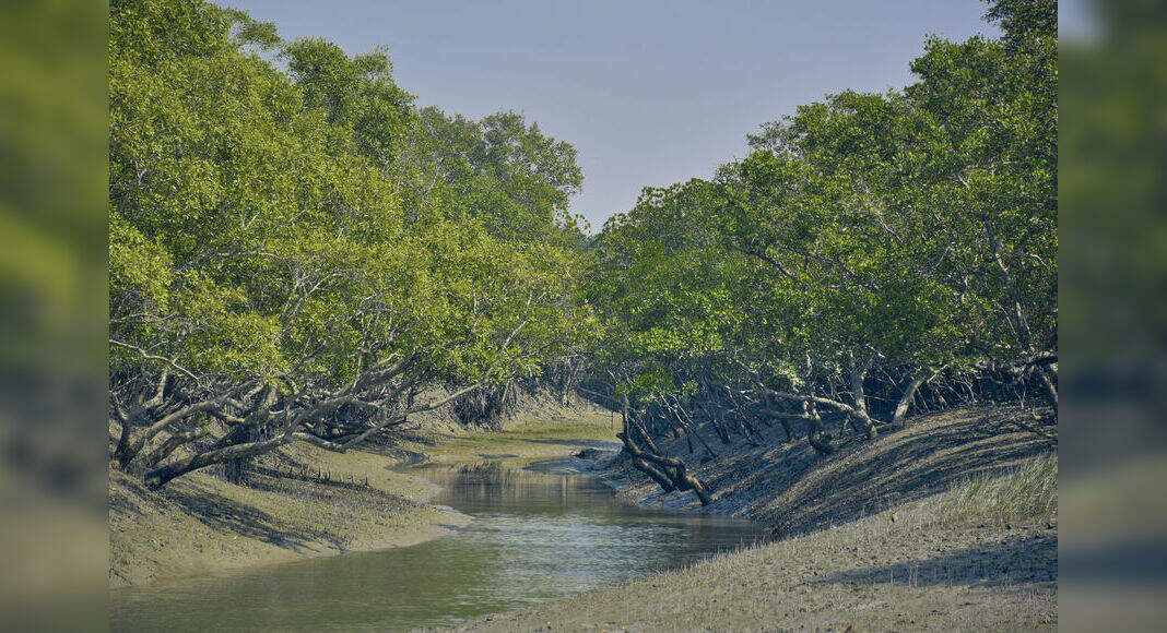 World Conservation Day—a sinking Sundarbans & the goddess of the forest ...