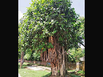 Odisha CM uses banyan tree to tell a tale of resilience | Bhubaneswar ...