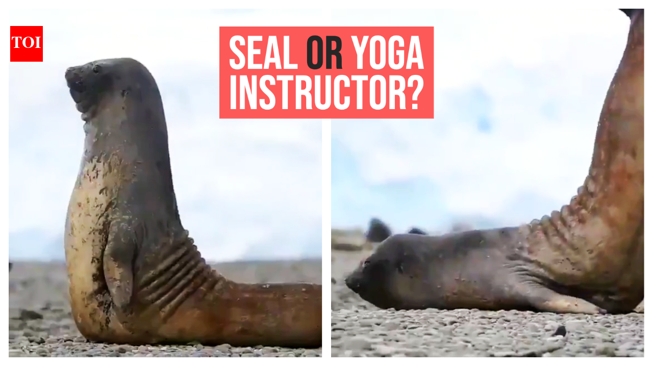 This seal can give yoga lessons