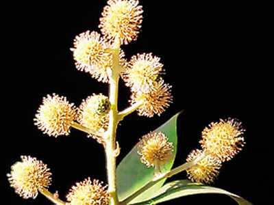 Mass planting of Conocarpus may be harmful, say Pune botanists | Pune ...
