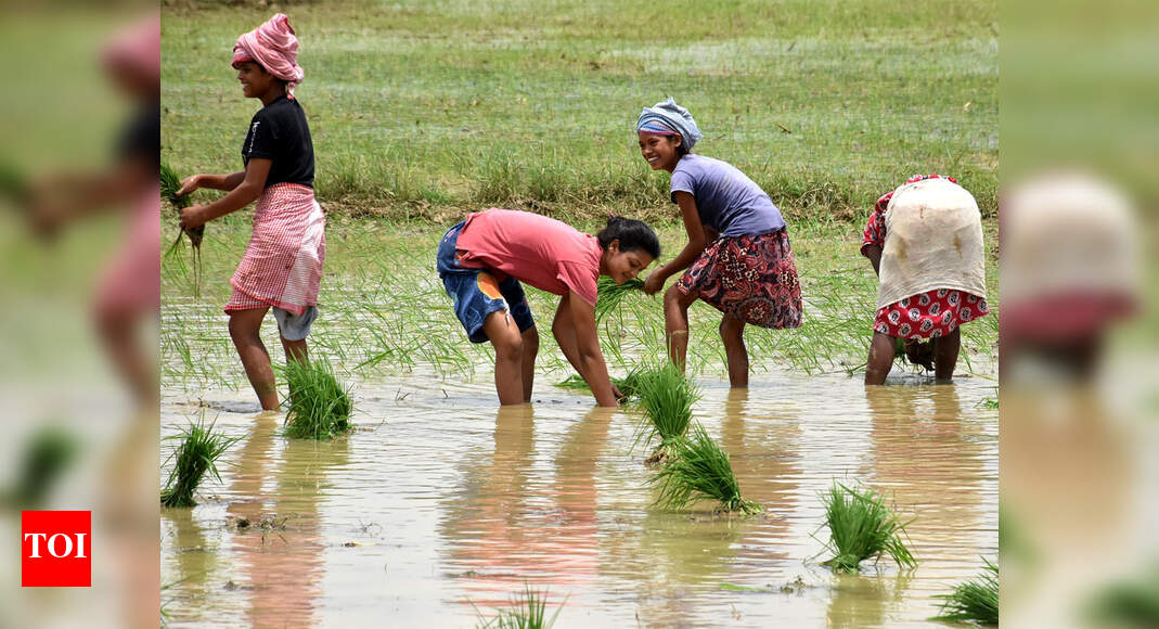 Sona Rice: ISB to do branding and marketing of 'Telangana Sona Rice ...