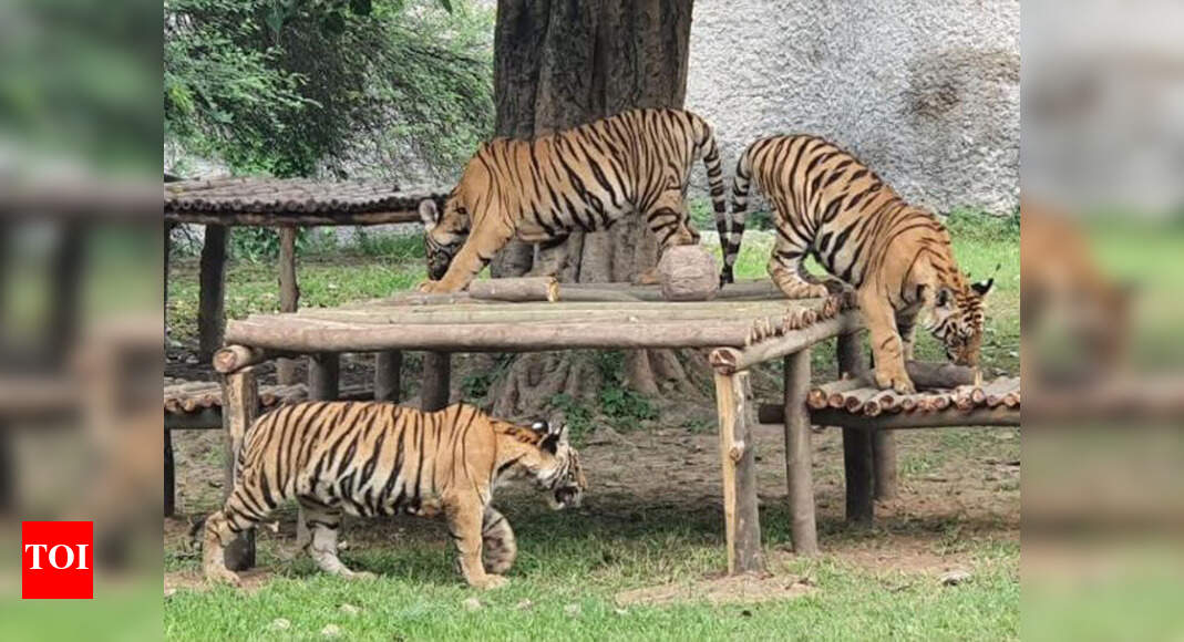 Punjab: Three tiger cubs at Chhabir Zoo named Dilnoor, Amar and Arjun ...